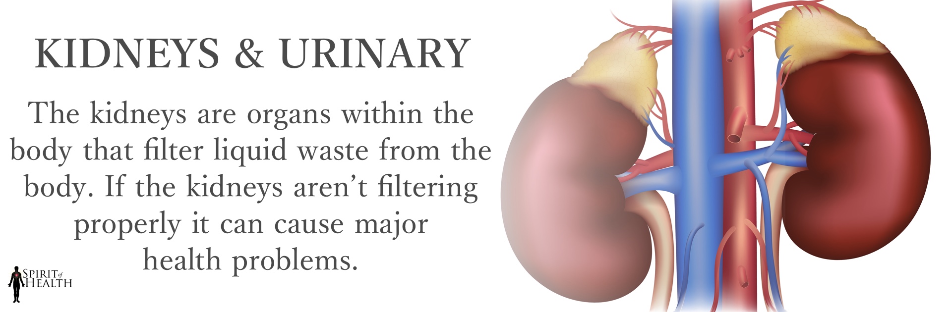 By Concern - Kidneys- Urinary - Page 1 - Spirit of Health Store